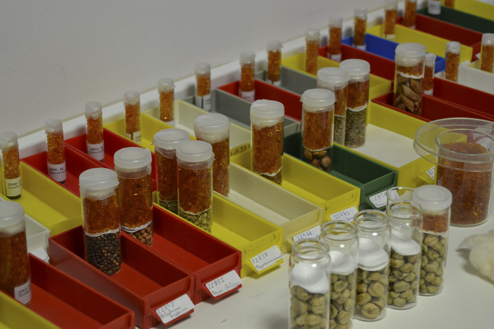 Banco de Germoplasma - Jardín Botánico de Córdoba