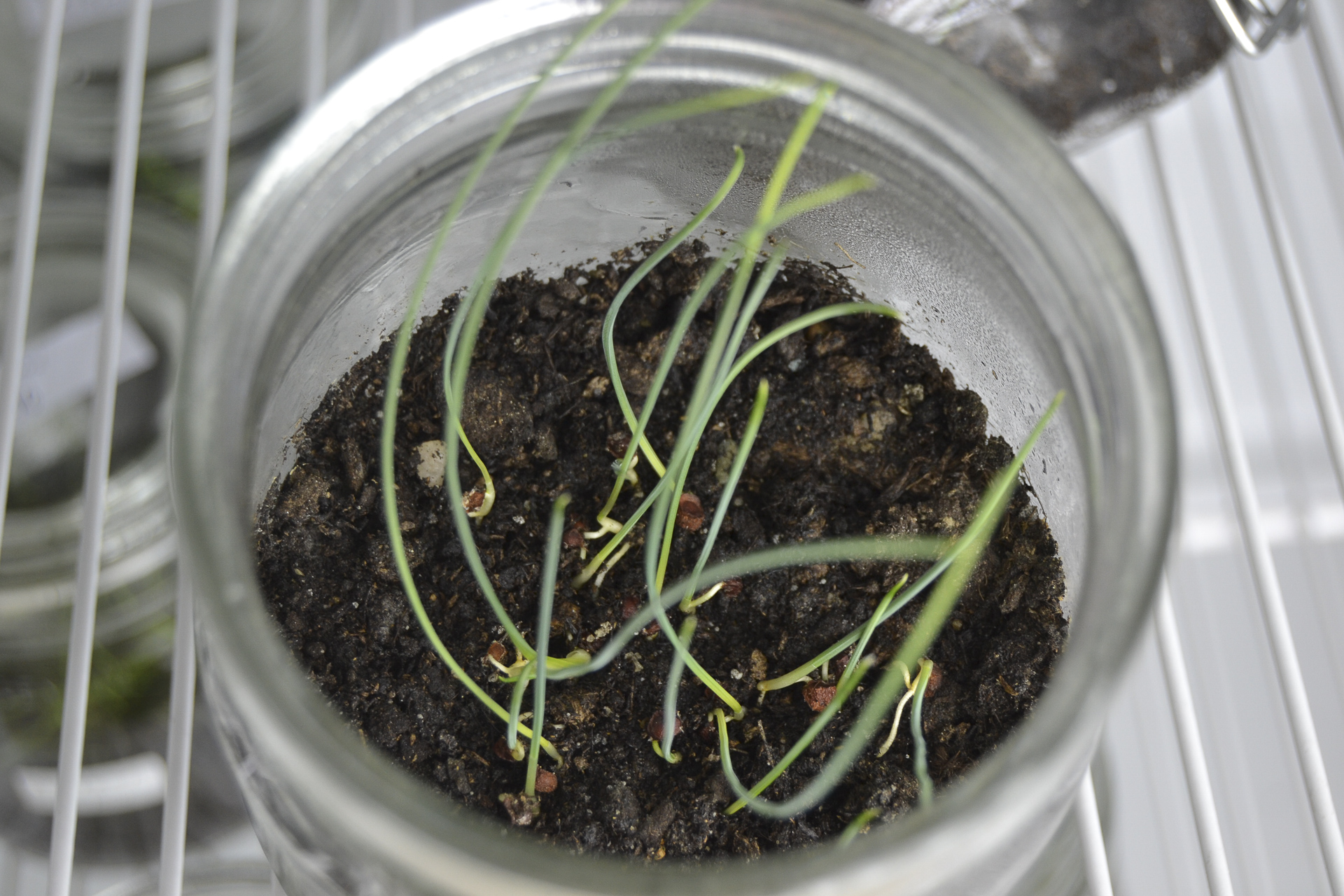 Banco de Germoplasma - Jardín Botánico de Córdoba