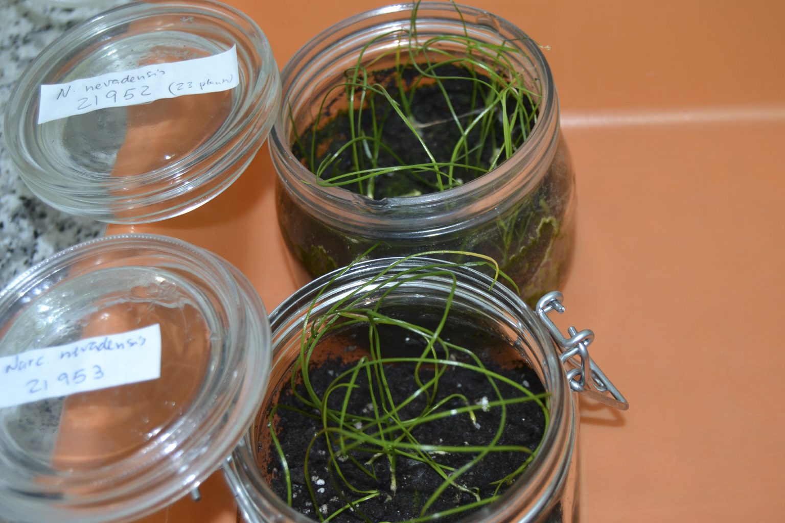 Banco de Germoplasma - Jardín Botánico de Córdoba