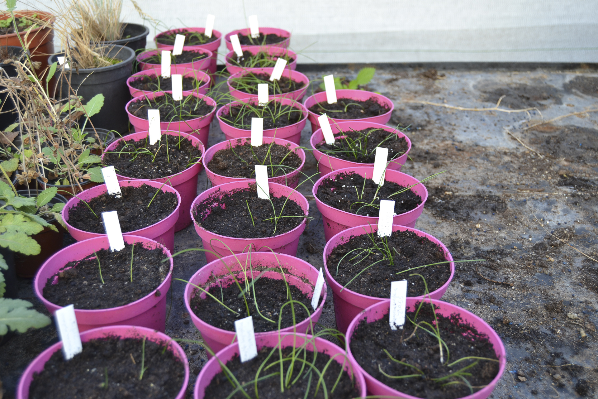 Banco de Germoplasma - Jardín Botánico de Córdoba